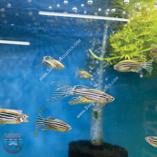 Nano Fish – Saburai Aquatics