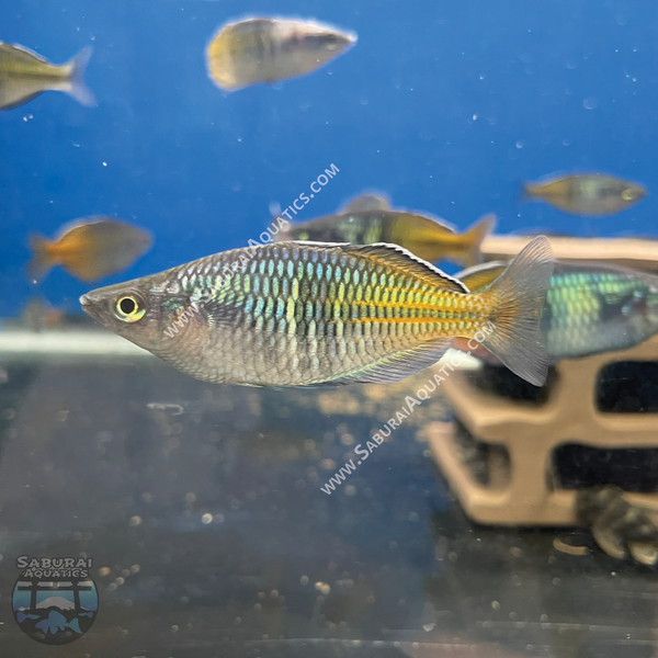 Rainbowfish – Saburai Aquatics