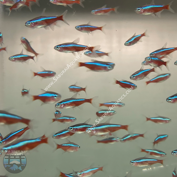 Dither Fish – Saburai Aquatics