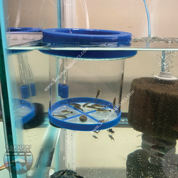 Floating Breeding Ring – Saburai Aquatics