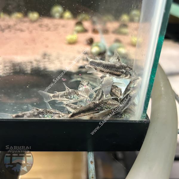 Trident Cory - Scleromystax sp. CW038 – Saburai Aquatics