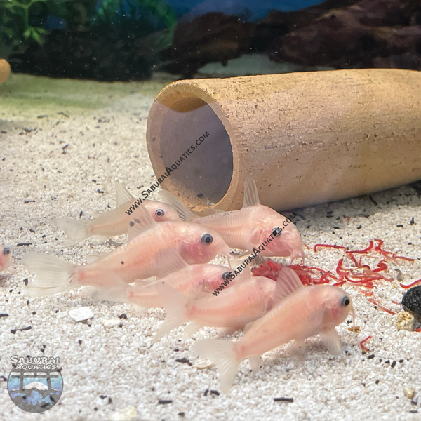 Hoplisoma (Corydoras) panda "Snow White" – Saburai Aquatics