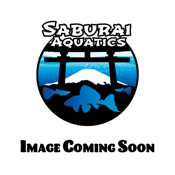 LDA08 "Rio Claro Pleco" – Saburai Aquatics