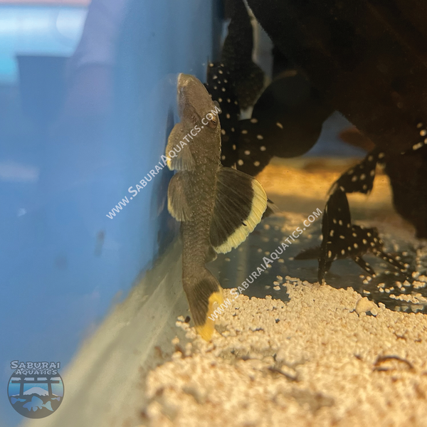 L047 "Magnum Pleco" – Saburai Aquatics