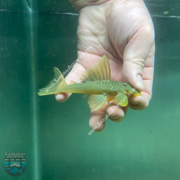 L200a "High Fin Green Phantom Pleco" – Saburai Aquatics