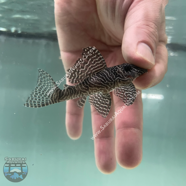 L260 "Queen Arabesque Pleco" – Saburai Aquatics
