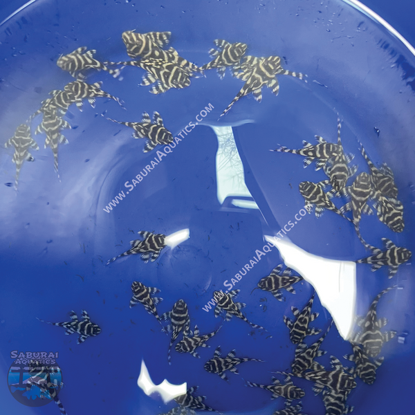 L333 "Gold Basic King Tiger" Pleco Ceramics Line – Saburai Aquatics