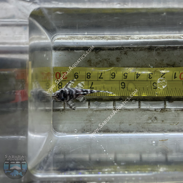 L333 "King Tiger" Tank Raised – Saburai Aquatics