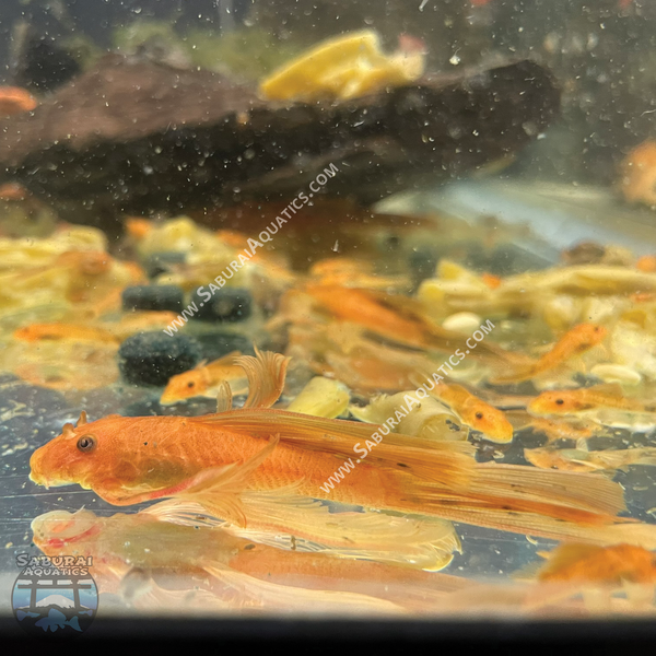 Long Fin Super Red Bristlenose Pleco – Saburai Aquatics