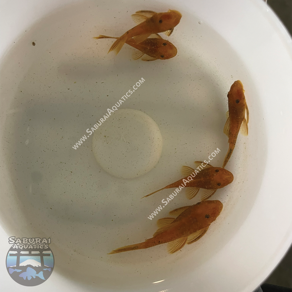Short Fin Super Red Bristlenose Pleco – Saburai Aquatics
