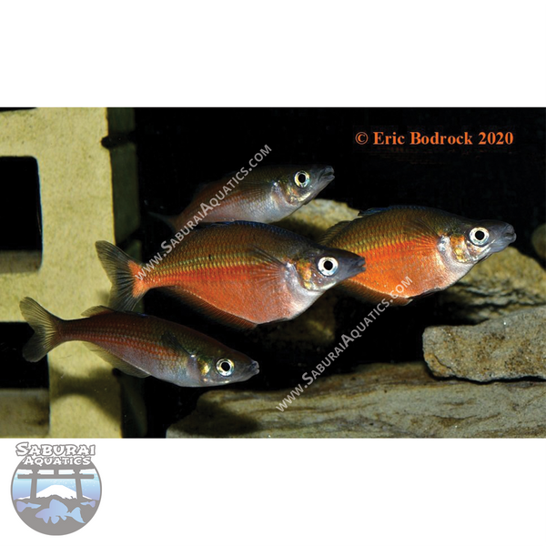 Sentani Rainbowfish – Saburai Aquatics