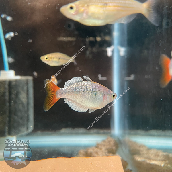 Kali Tawa Rainbowfish – Saburai Aquatics